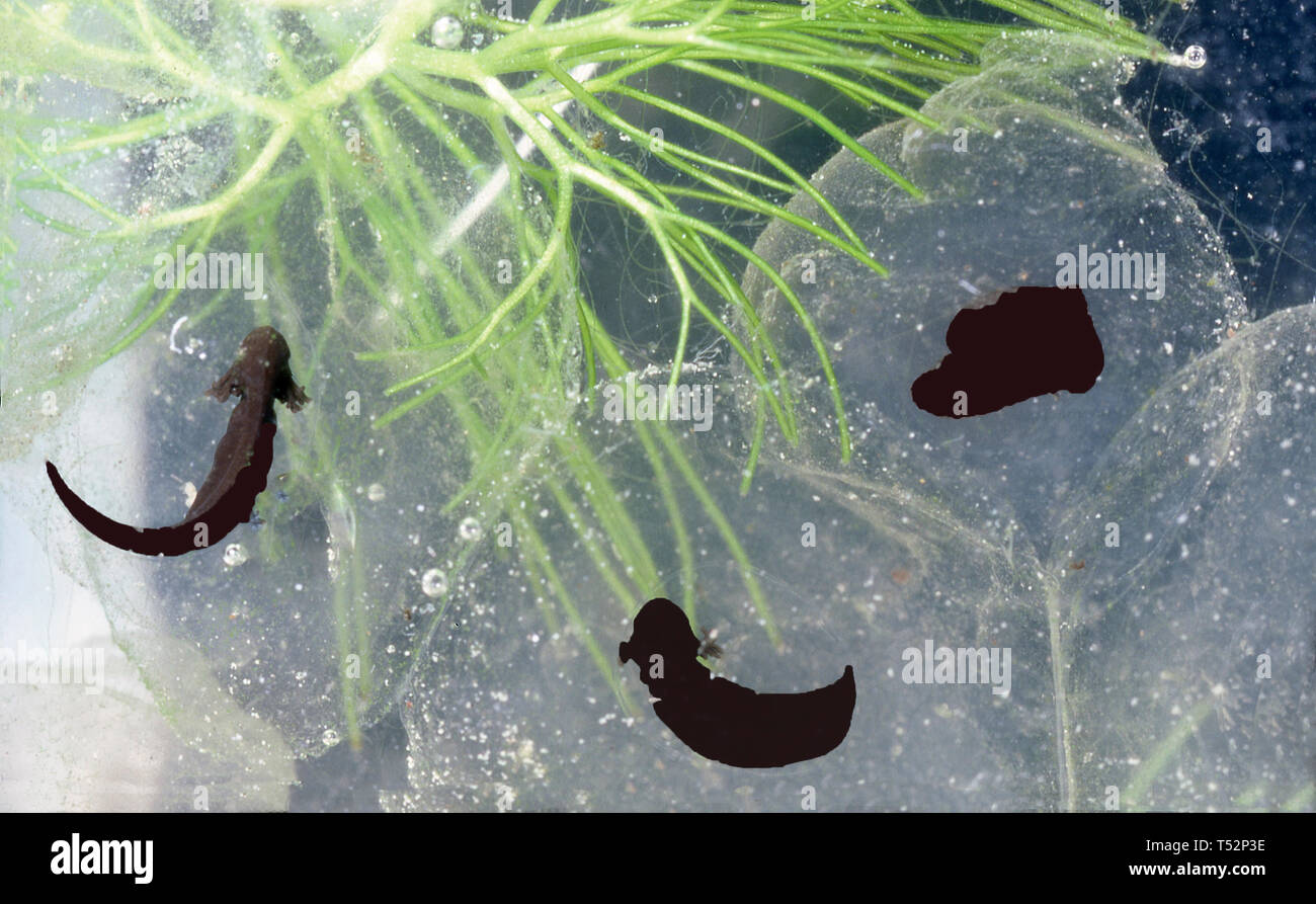 Freshwater tadpoles hi-res stock photography and images - Alamy