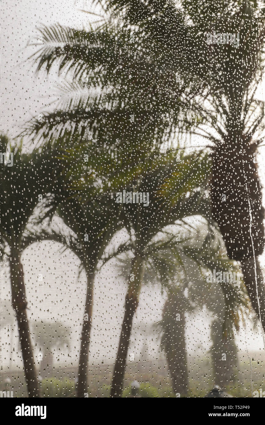 USA, Florida, Sanibel Island, palm trees seen through a screened window ...