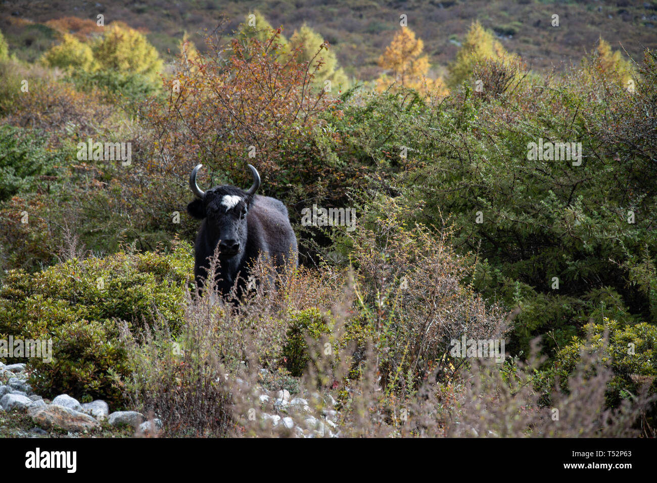 Tang valley hi-res stock photography and images - Alamy