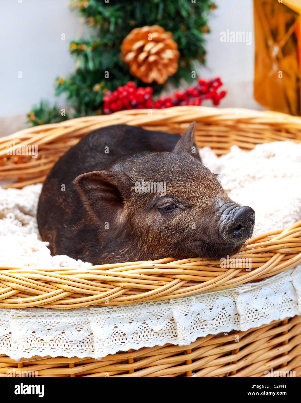 Wicker Pig High Resolution Stock Photography and Images - Alamy
