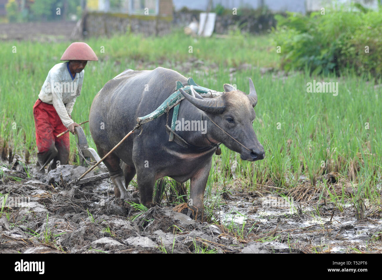 Ciamis, Indonesia - April 14, 2019: Farmers plow fields using buffalo ...