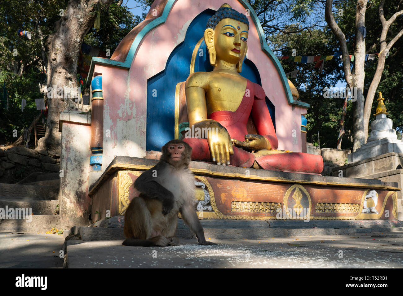 Close shot of a monkey scratching its body at Bhagwan Pau shrine Stock ...