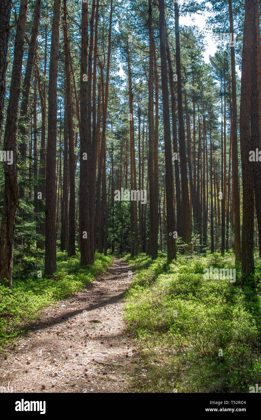 Wandern im wald hi-res stock photography and images - Alamy