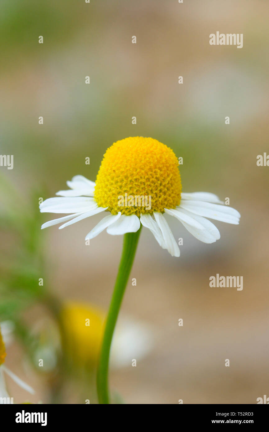 Chamomilla flower hi-res stock photography and images - Alamy