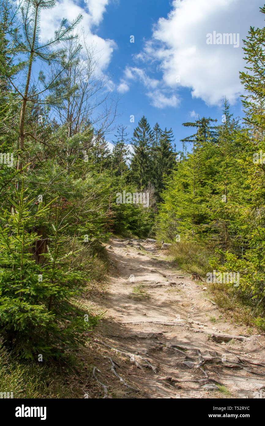 Wanderweg im Wald - Erlebnisweg Heinrichs, Waldviertel, Austria Stock ...