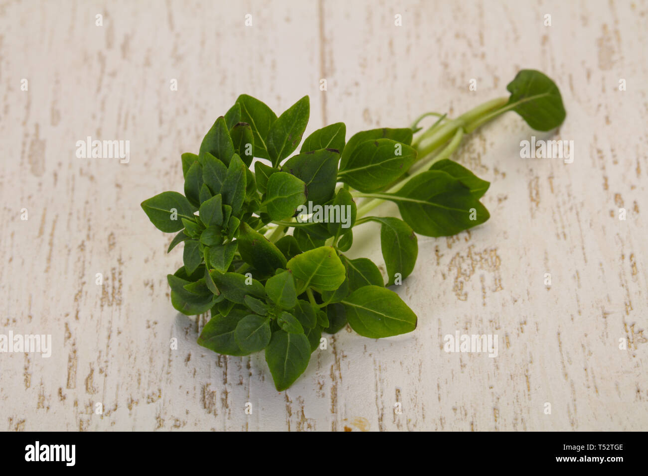 Green Basil leaves - aroma herbs Stock Photo - Alamy