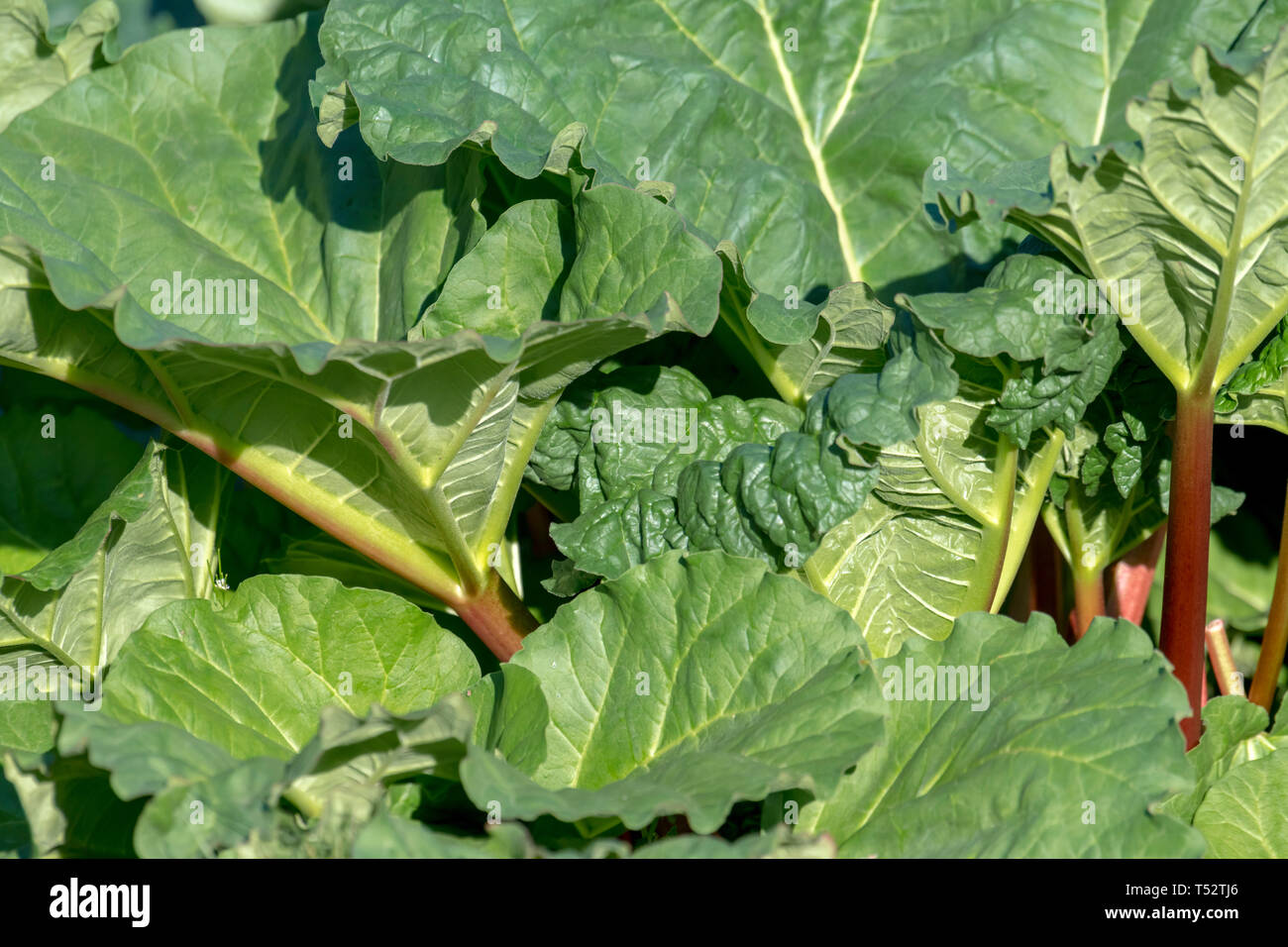 rhubarb plant with big leaves and single stems as background Stock ...