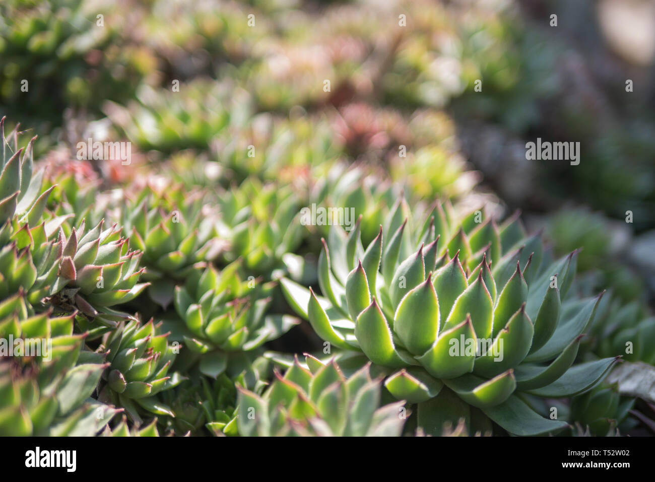 Green succulents backdrop hi-res stock photography and images - Alamy