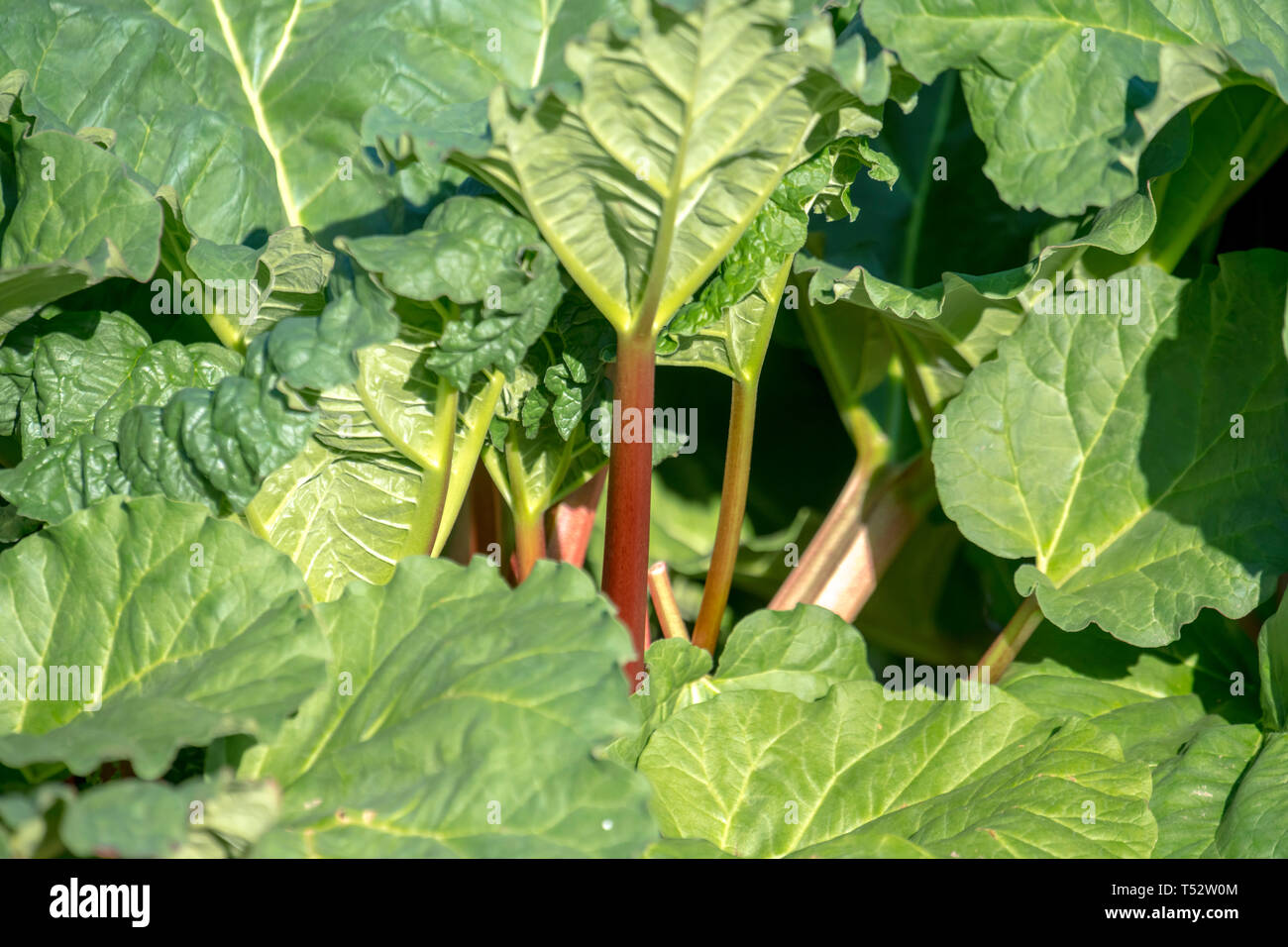 rhubarb plant with big leaves and single stems as background Stock ...