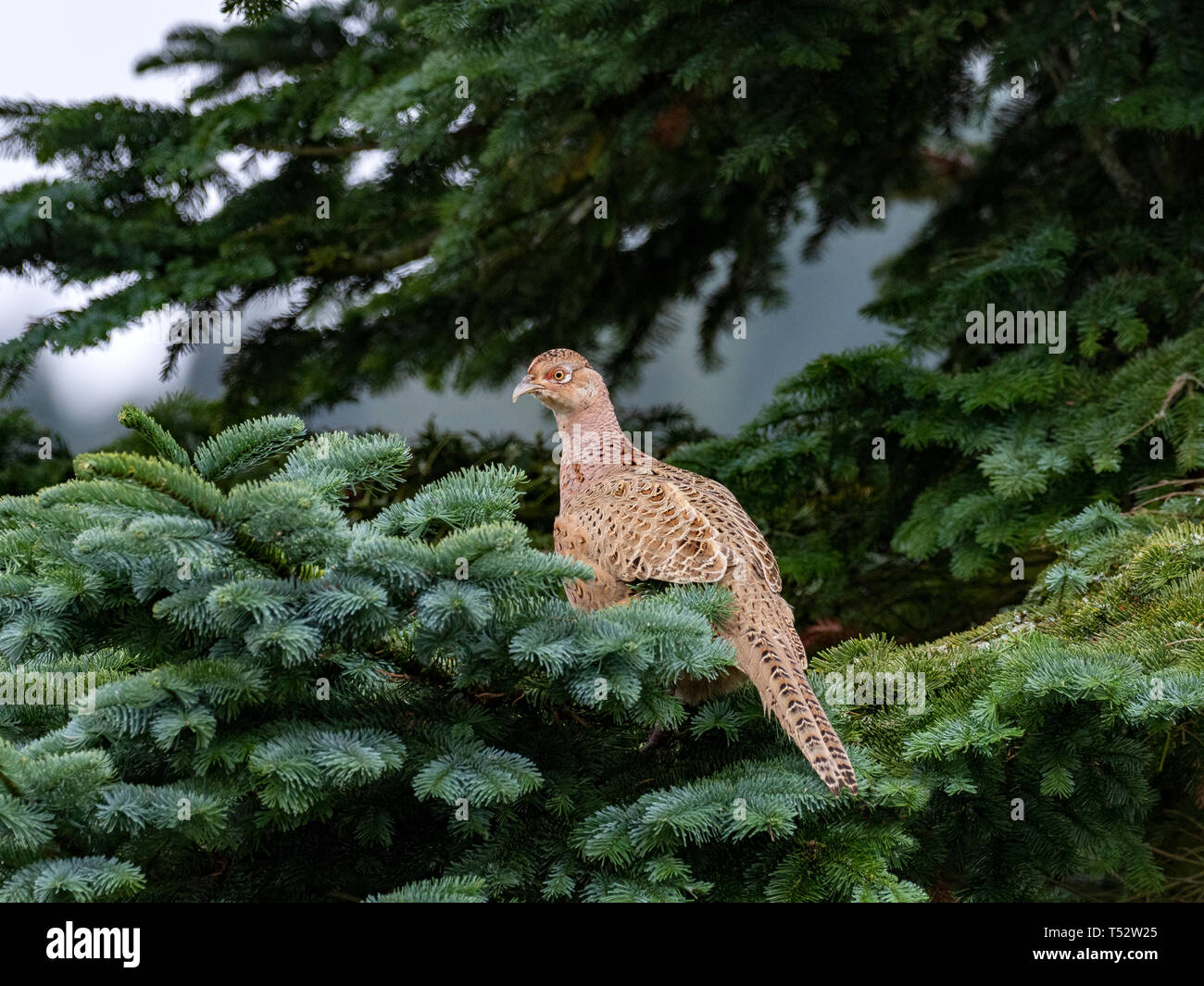 Hen pheasant tree hi-res stock photography and images - Alamy