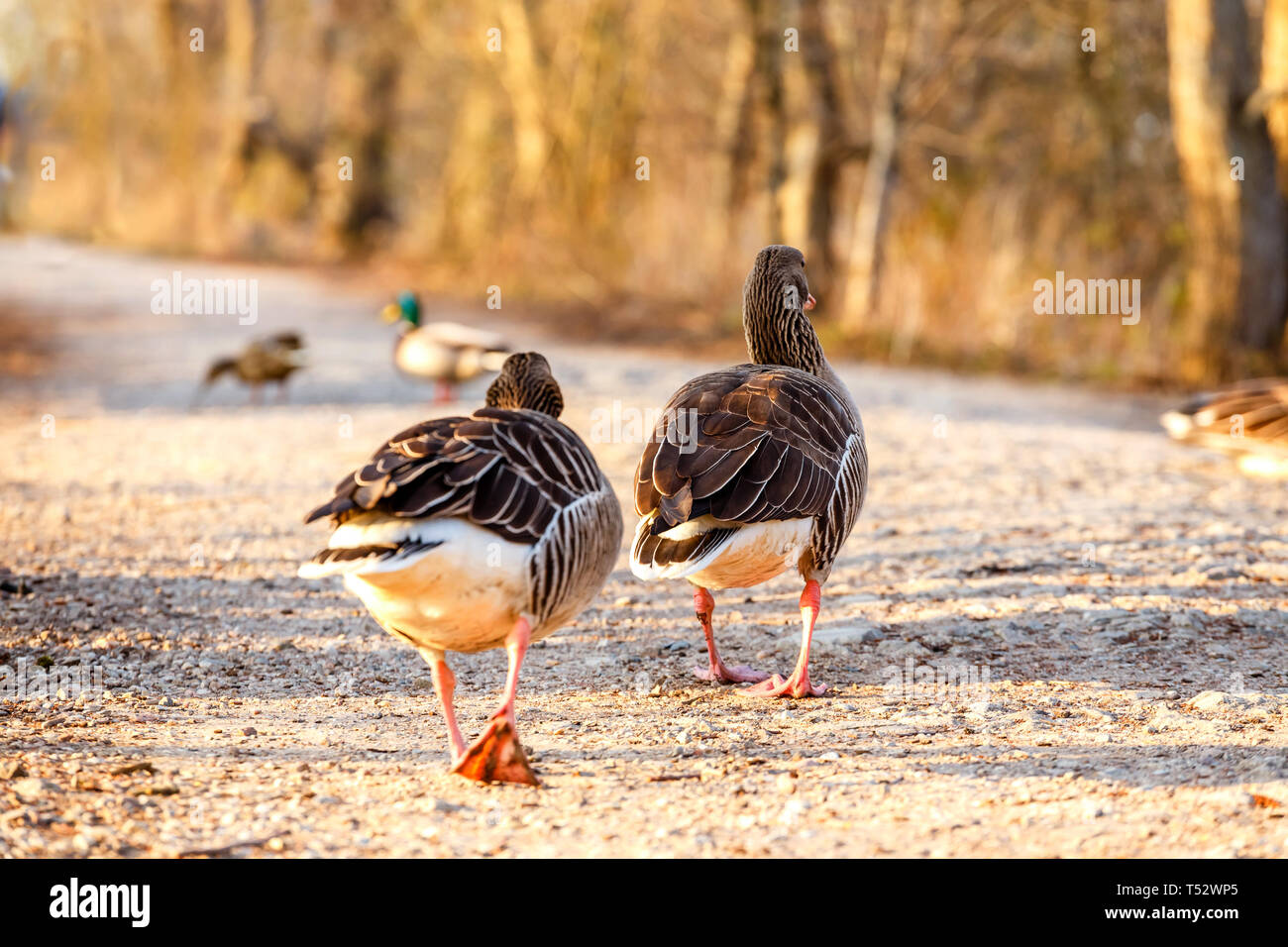 The European Greylags Goose with Chicks, closeup Stock Photo - Alamy