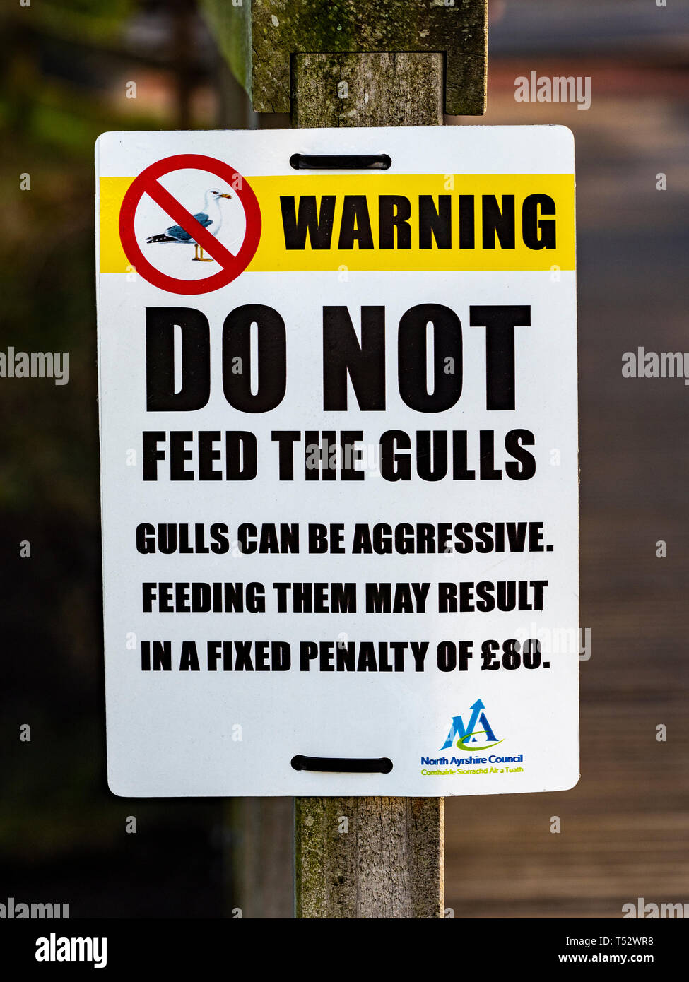Do Not Feed The Gulls Sign, Scotland, Uk Stock Photo - Alamy