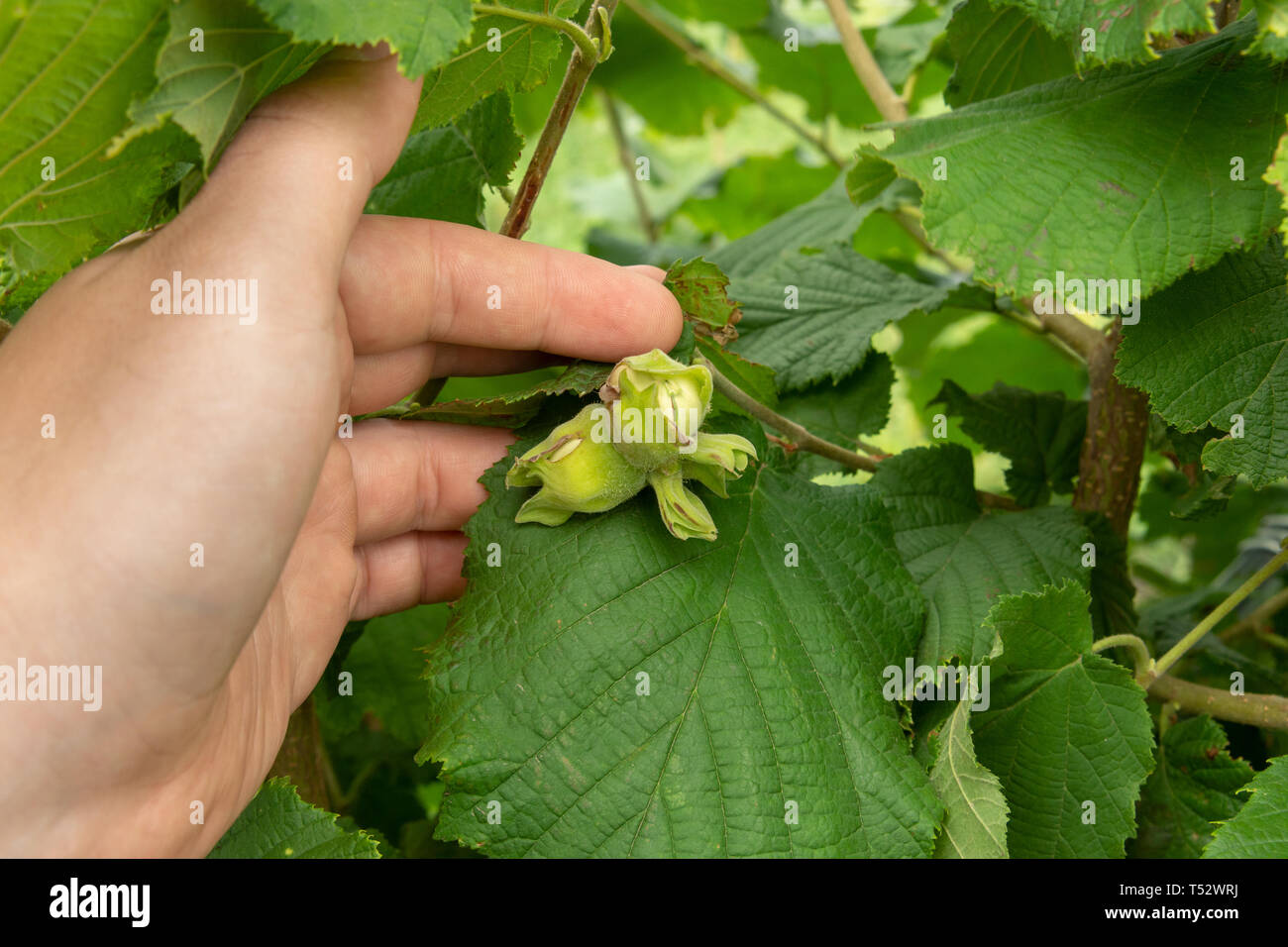 Hazelnut nuts in the spring in the hand of man. Growing hazelnut ...
