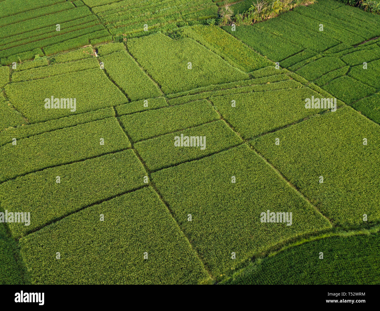 Aerial view of rice fields at day time,Bali,Indonesia Stock Photo - Alamy