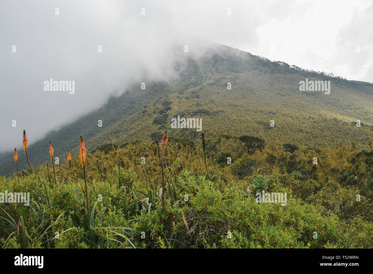 The volcanic mountain landscapes on the flanks of Mount Kenya, Aberdare ...