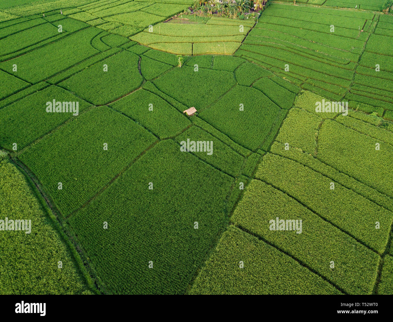 Aerial view of rice fields at day time,Bali,Indonesia Stock Photo - Alamy