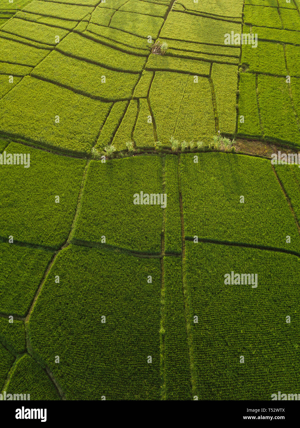 Aerial view of rice fields at day time,Bali,Indonesia Stock Photo - Alamy
