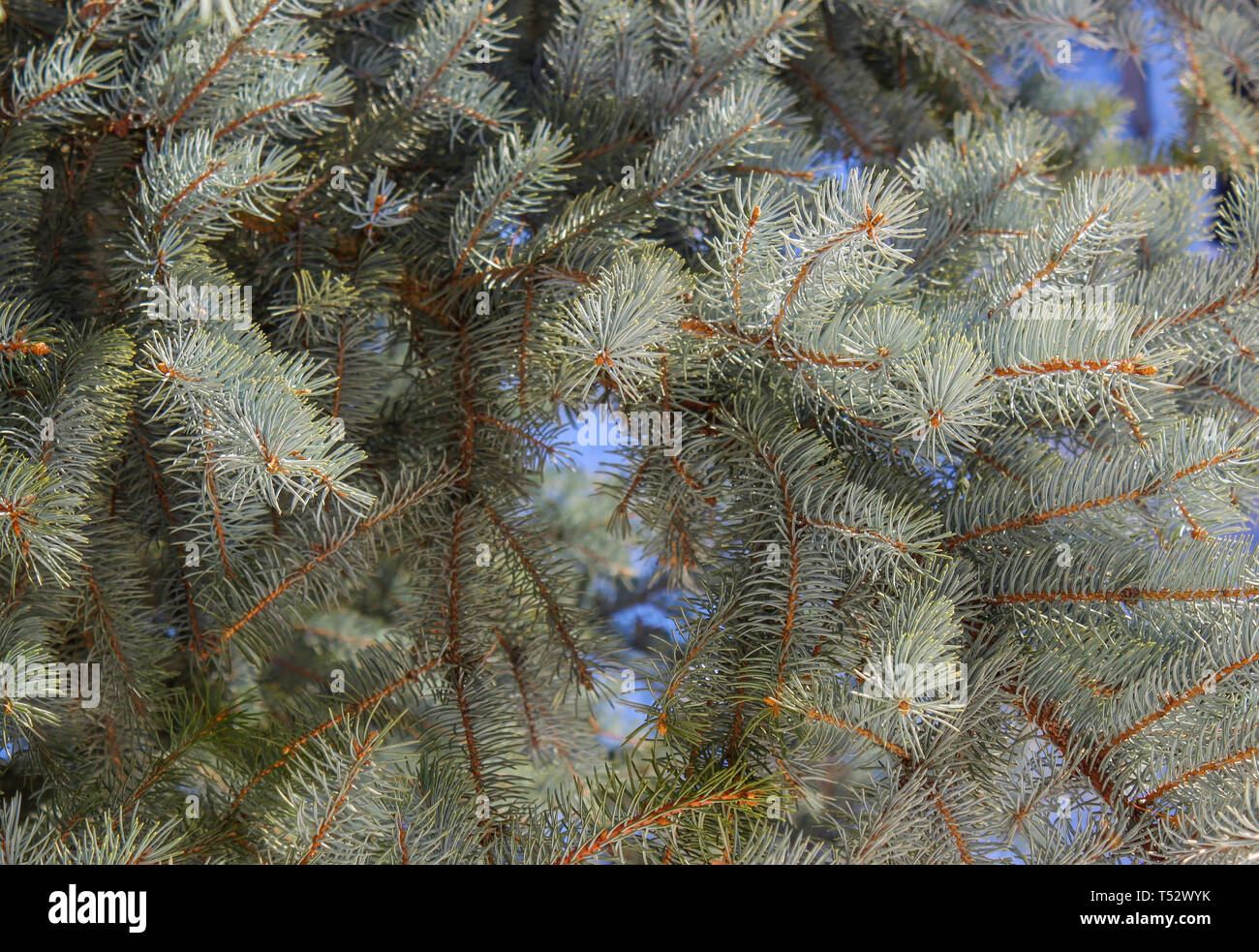 Branches of blue spruce close-up as background Stock Photo - Alamy