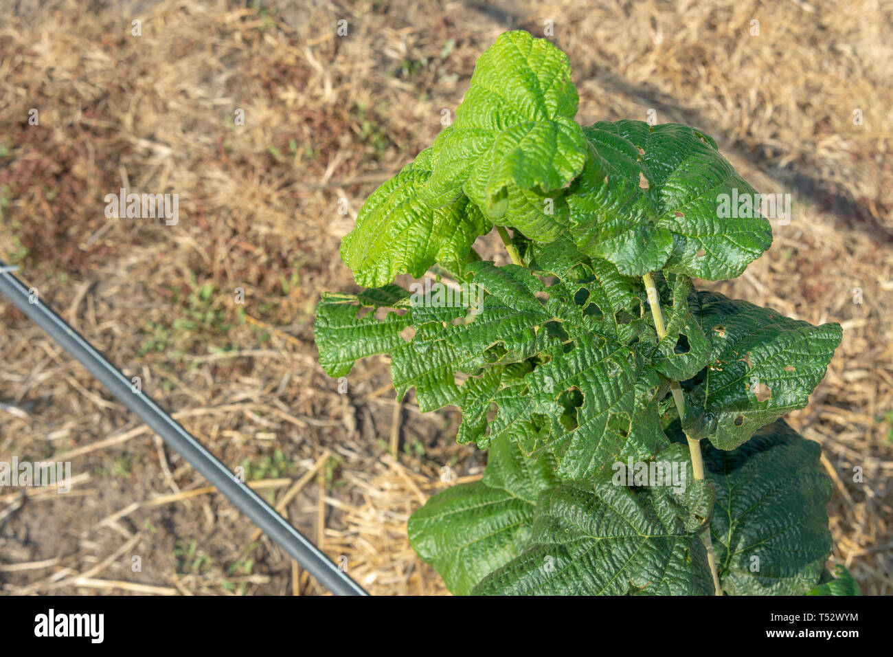 Hazelnut a pests. Macro close-up of green walnut leaves with holes and ...