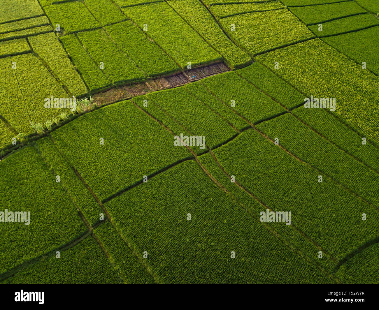 Aerial view of rice fields at day time,Bali,Indonesia Stock Photo - Alamy