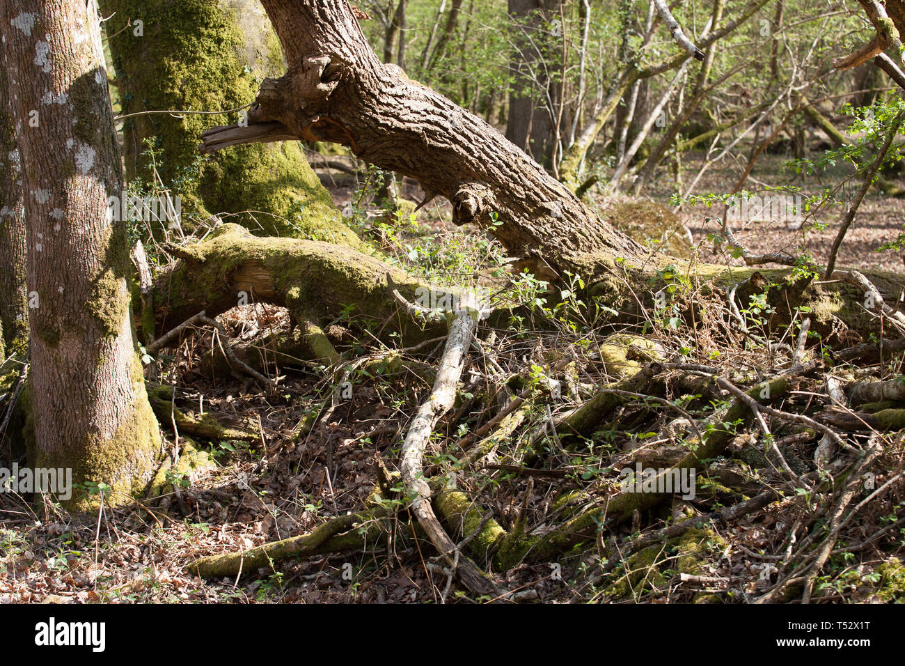 The New Forest Stock Photo - Alamy
