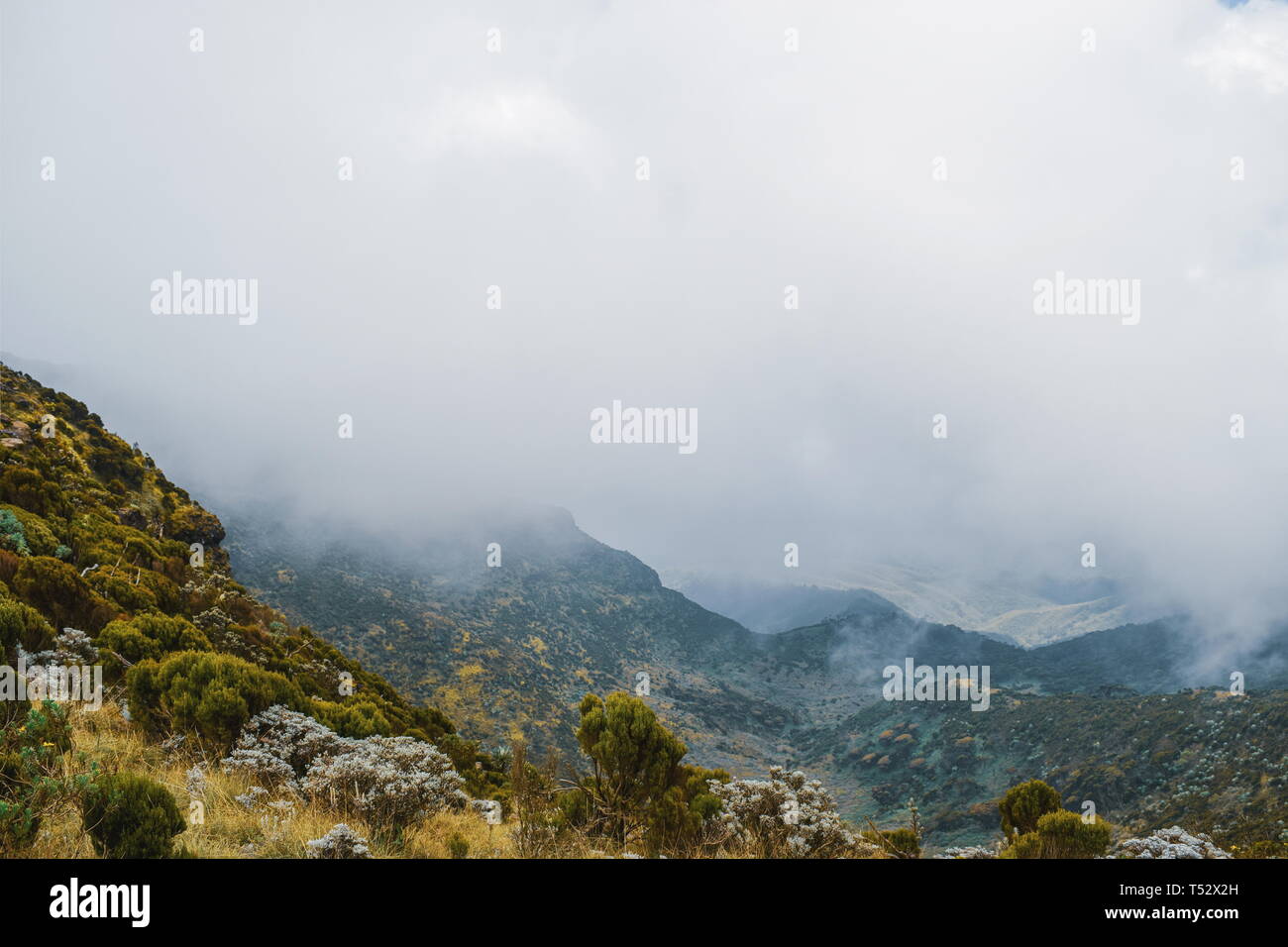 Bamboo forest mount kenya hi-res stock photography and images - Alamy