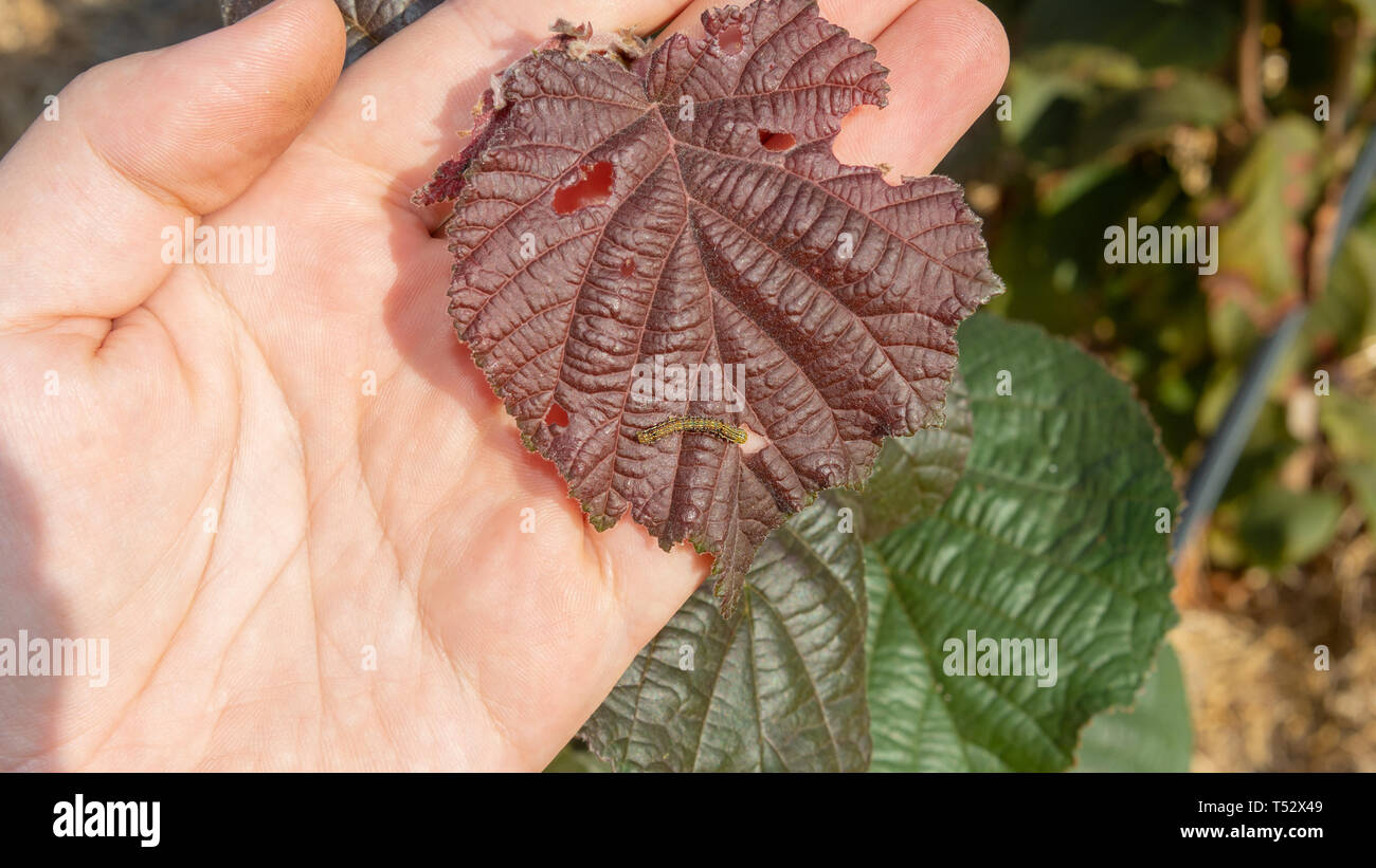 damaged leaves of hazelnut by weevil larvae close-up in human hand ...