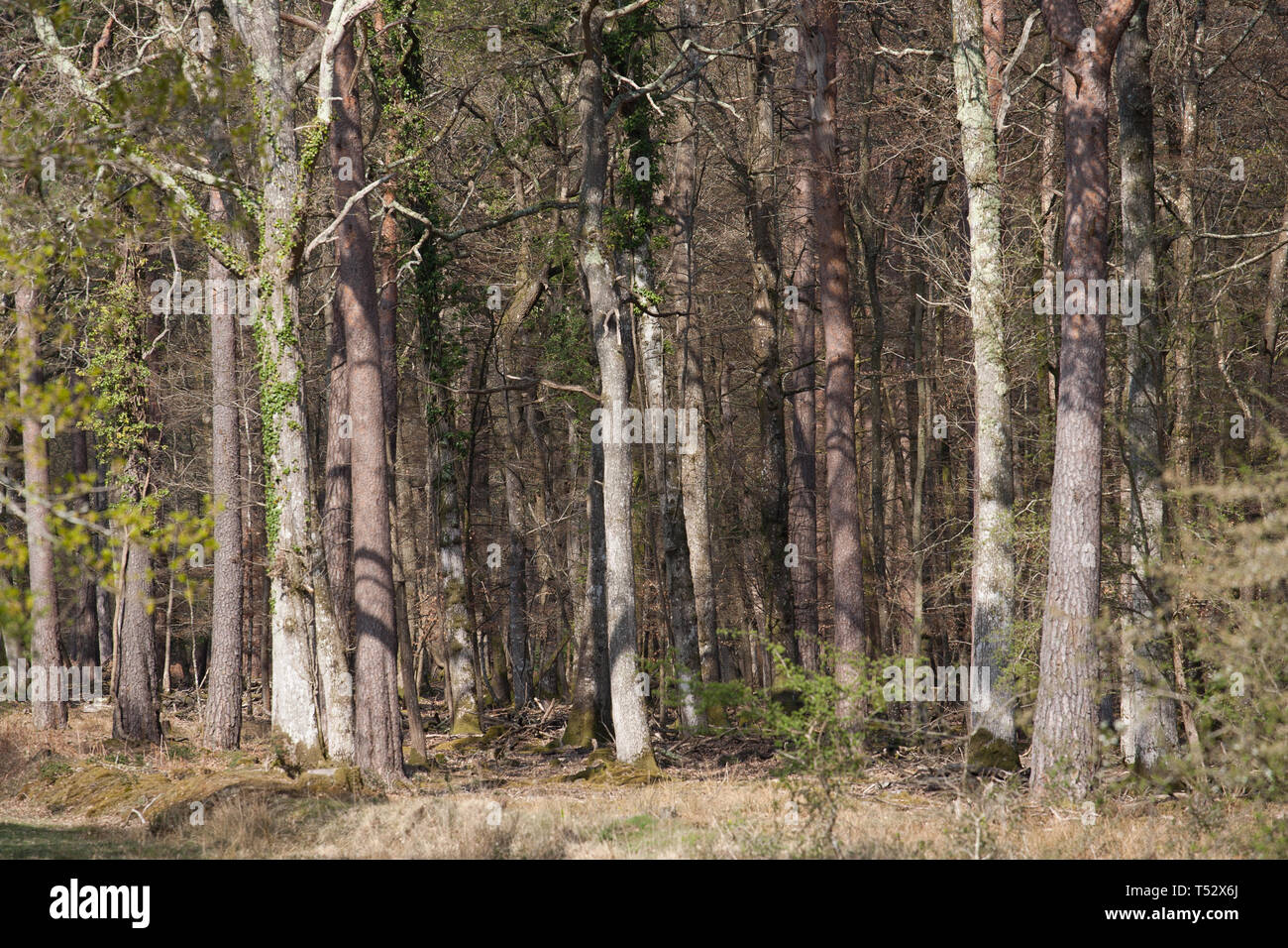 The New Forest Stock Photo - Alamy