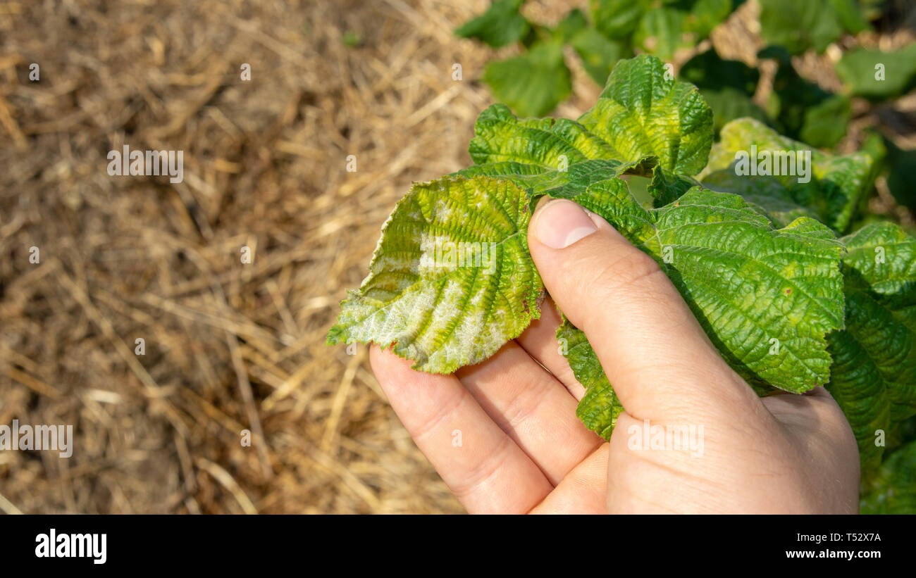 damaged leaves of hazelnut by weevil larvae close-up in human hand ...