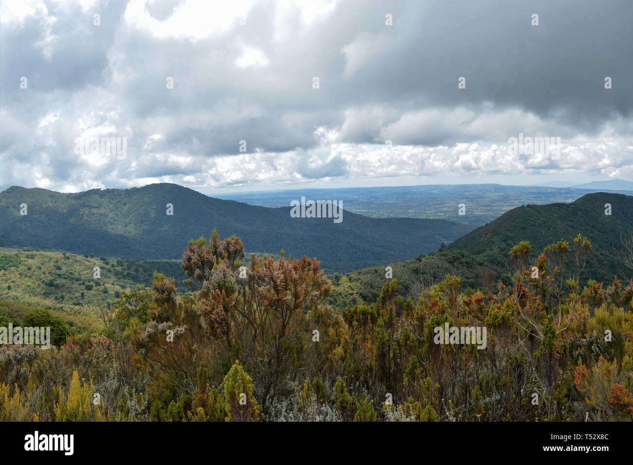 Bamboo forest mount kenya hi-res stock photography and images - Alamy