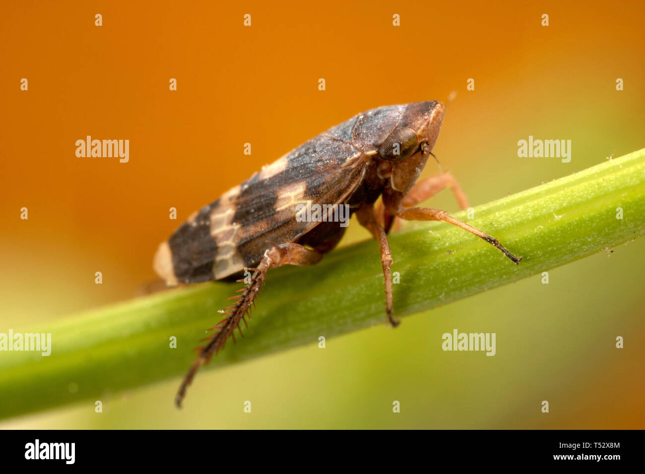 A very small leaf-hopper at very high magnification Stock Photo - Alamy