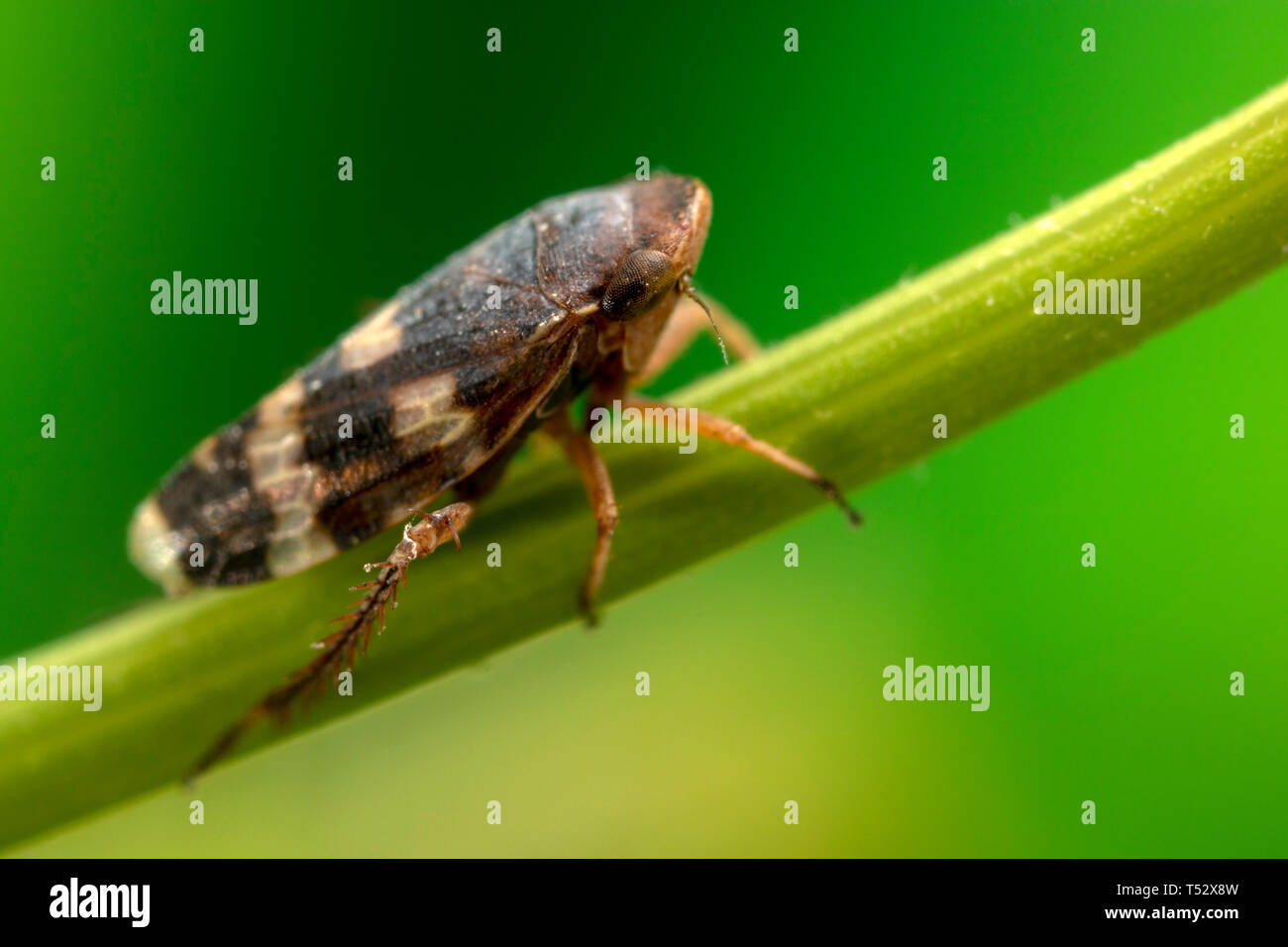 A very small leaf-hopper at very high magnification Stock Photo - Alamy