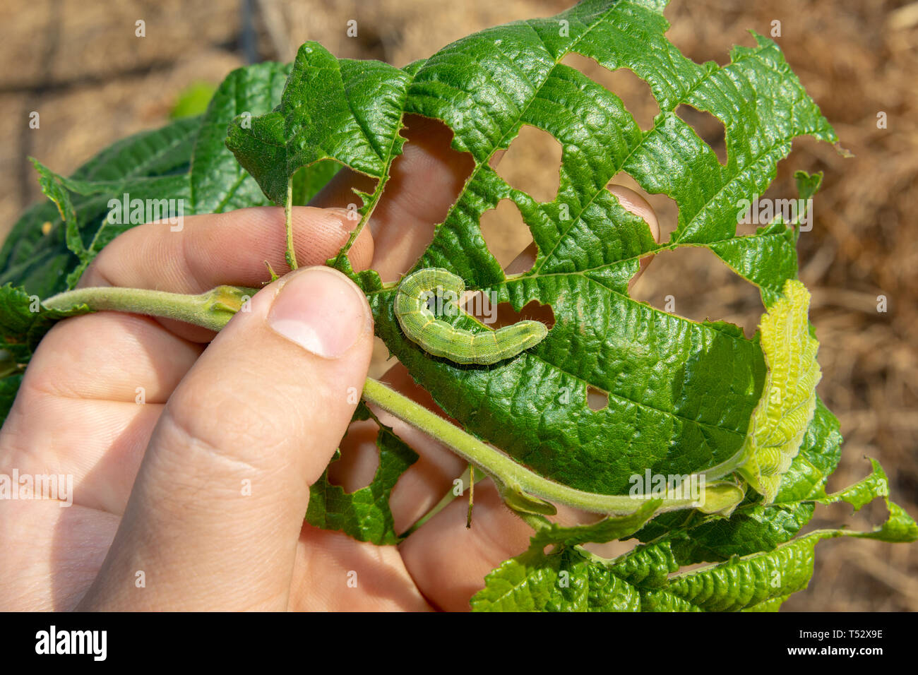 damaged leaves of hazelnut by weevil larvae close-up in human hand ...