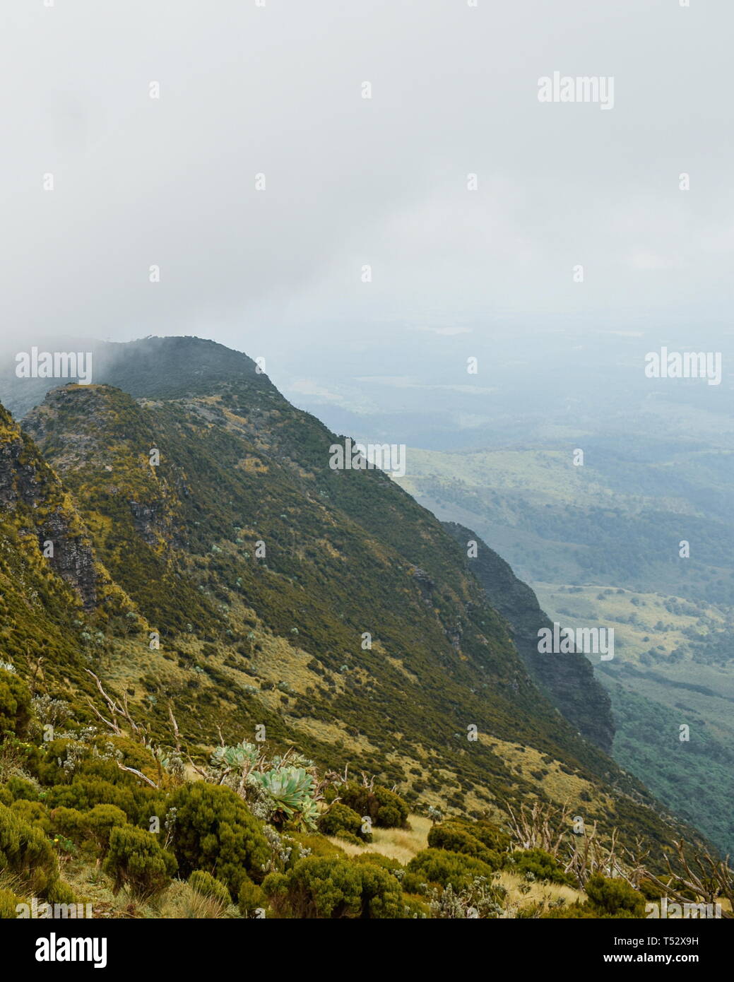 Bamboo forest mount kenya hi-res stock photography and images - Alamy