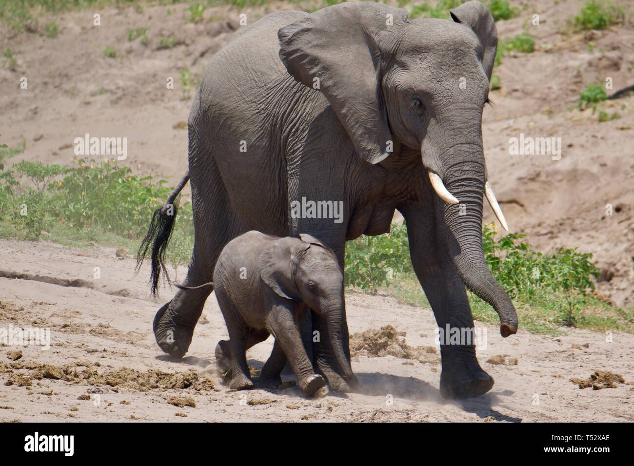 African elephants safari running hi-res stock photography and images ...