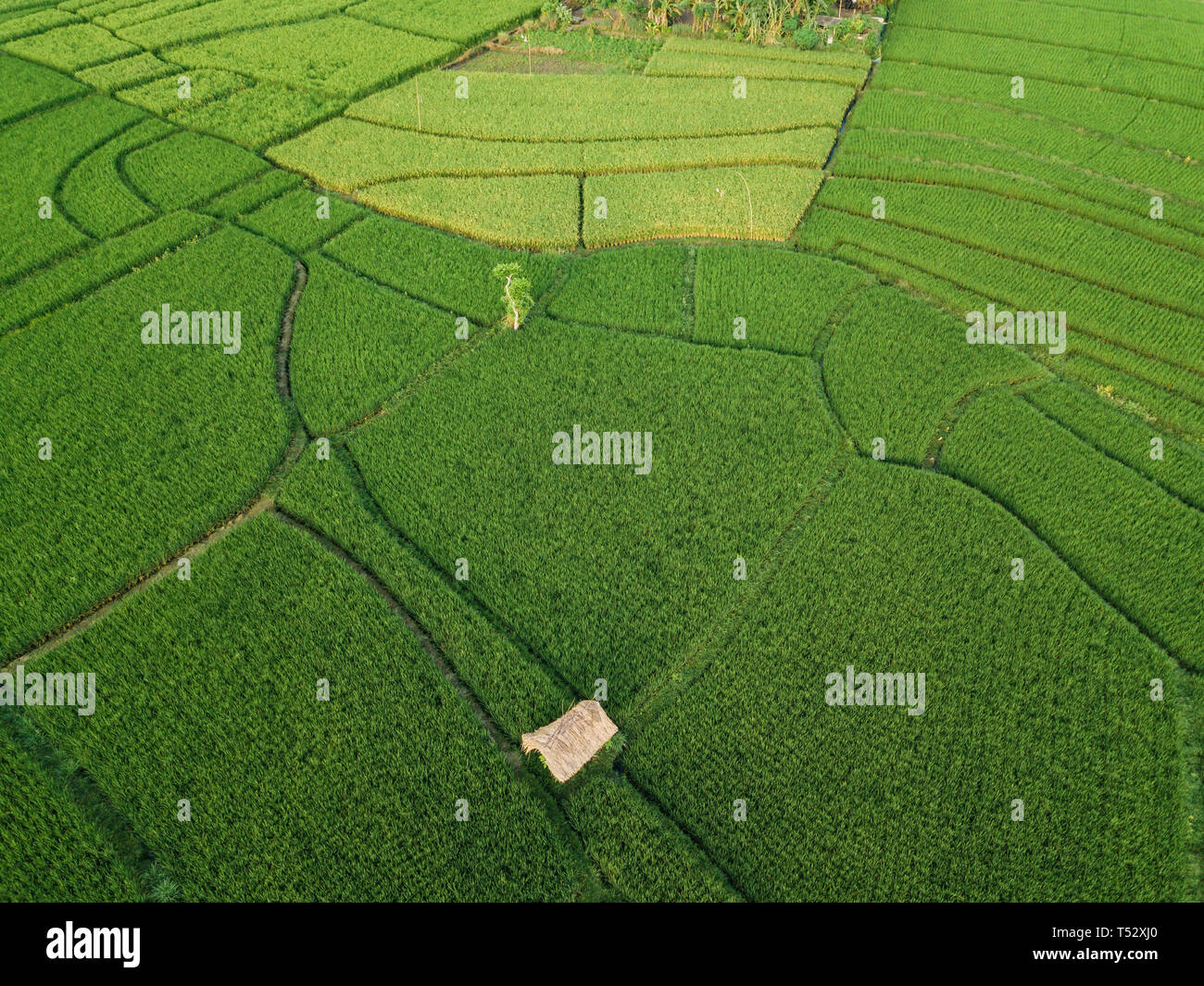 Aerial view of rice fields at day time,Bali,Indonesia Stock Photo - Alamy