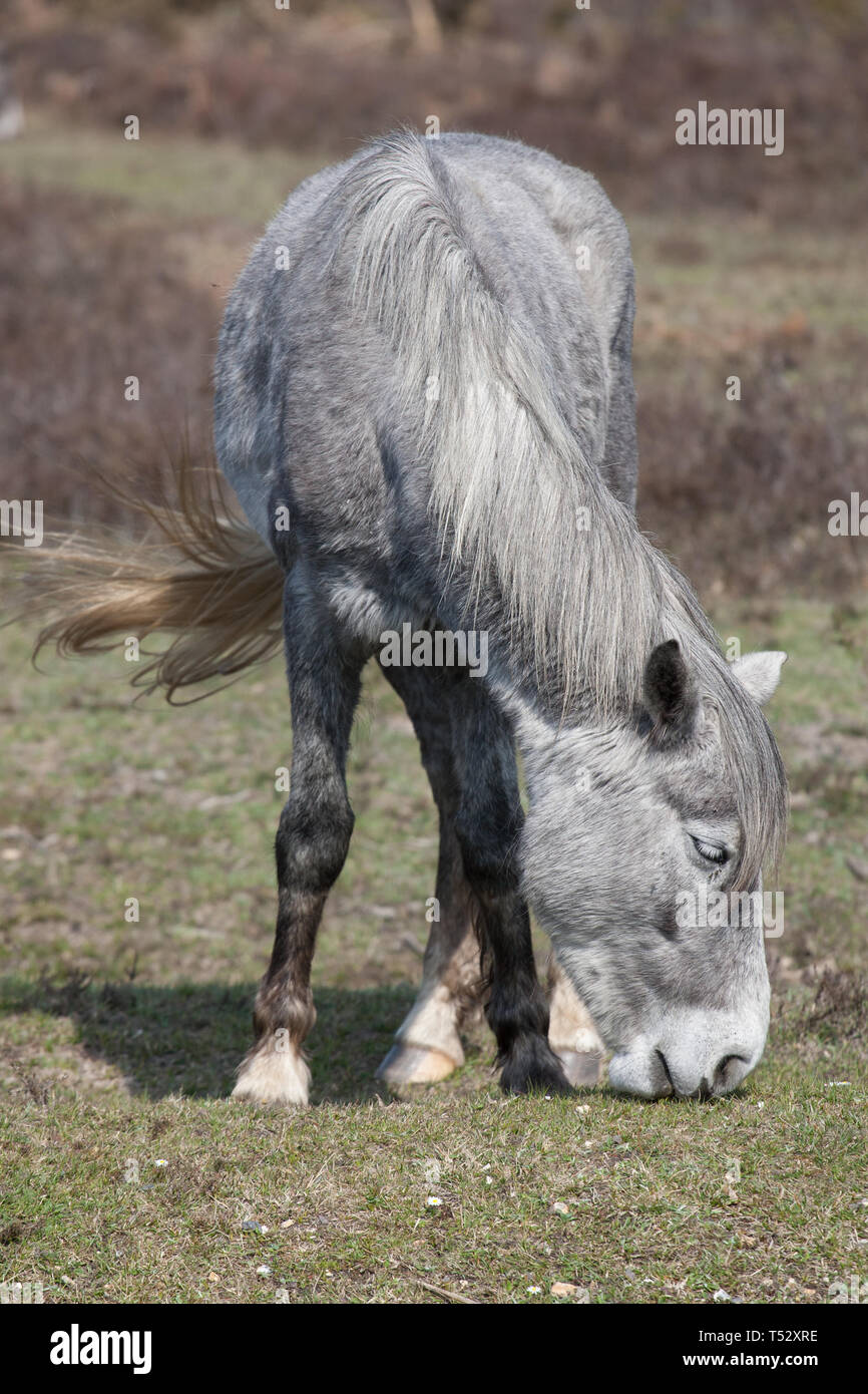 Unenclosed forest hi-res stock photography and images - Alamy