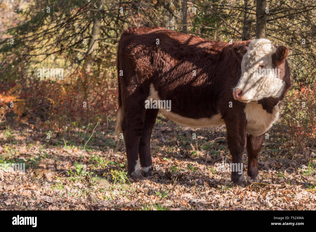 Wandering cattle hi-res stock photography and images - Alamy