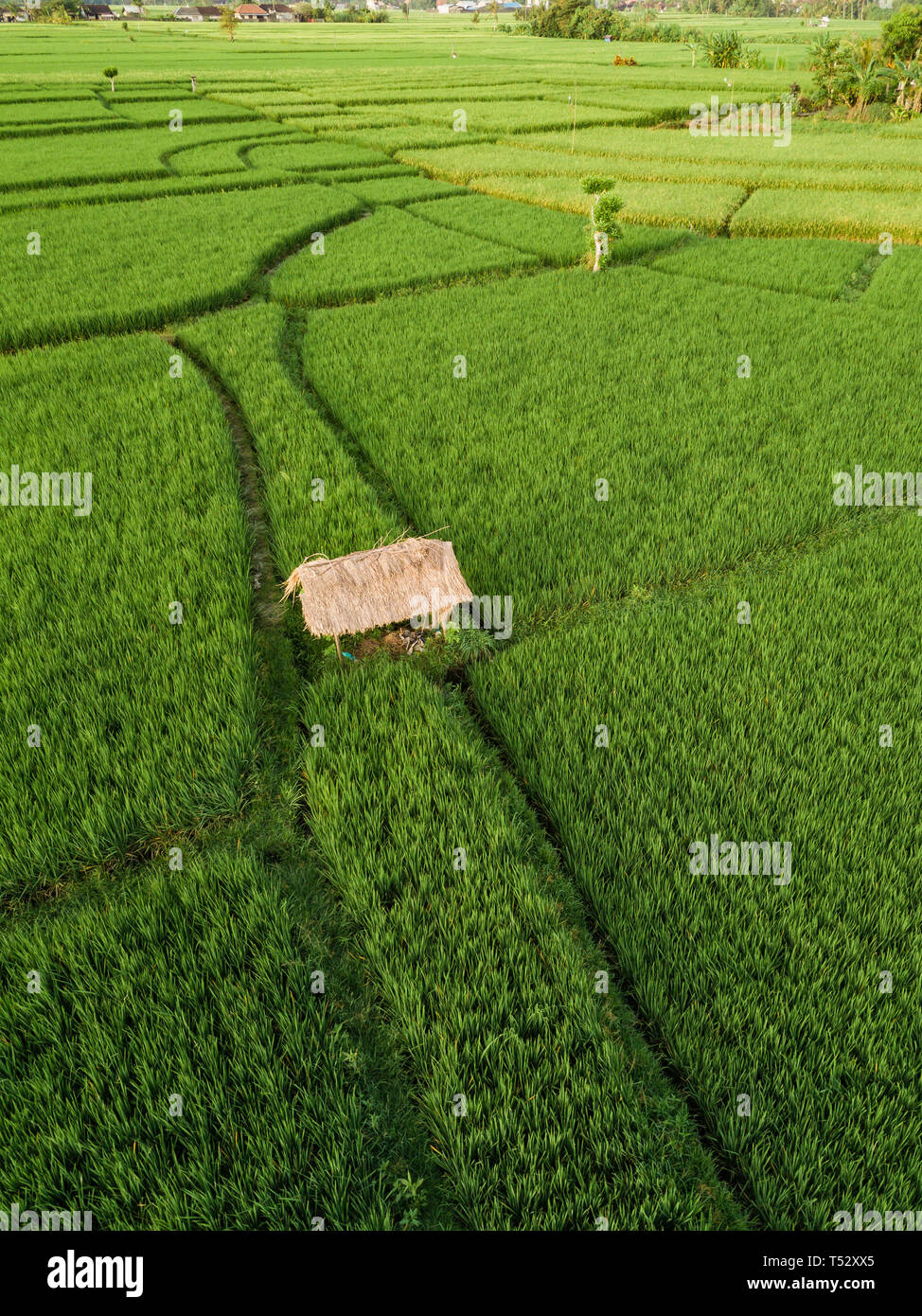 Aerial view of rice fields at day time,Bali,Indonesia Stock Photo - Alamy