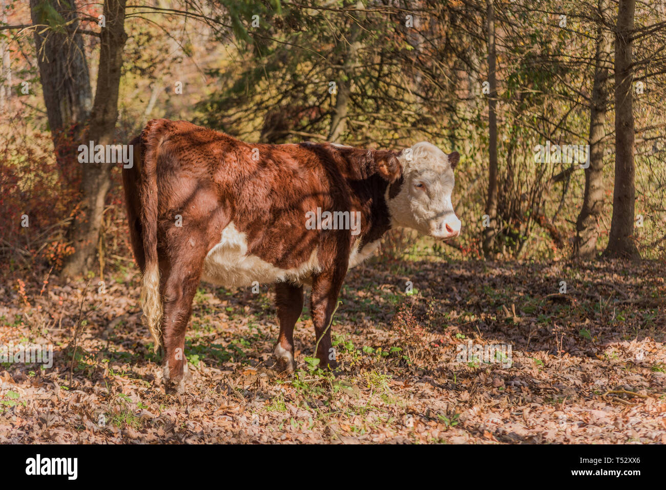 Wandering free hi-res stock photography and images - Alamy