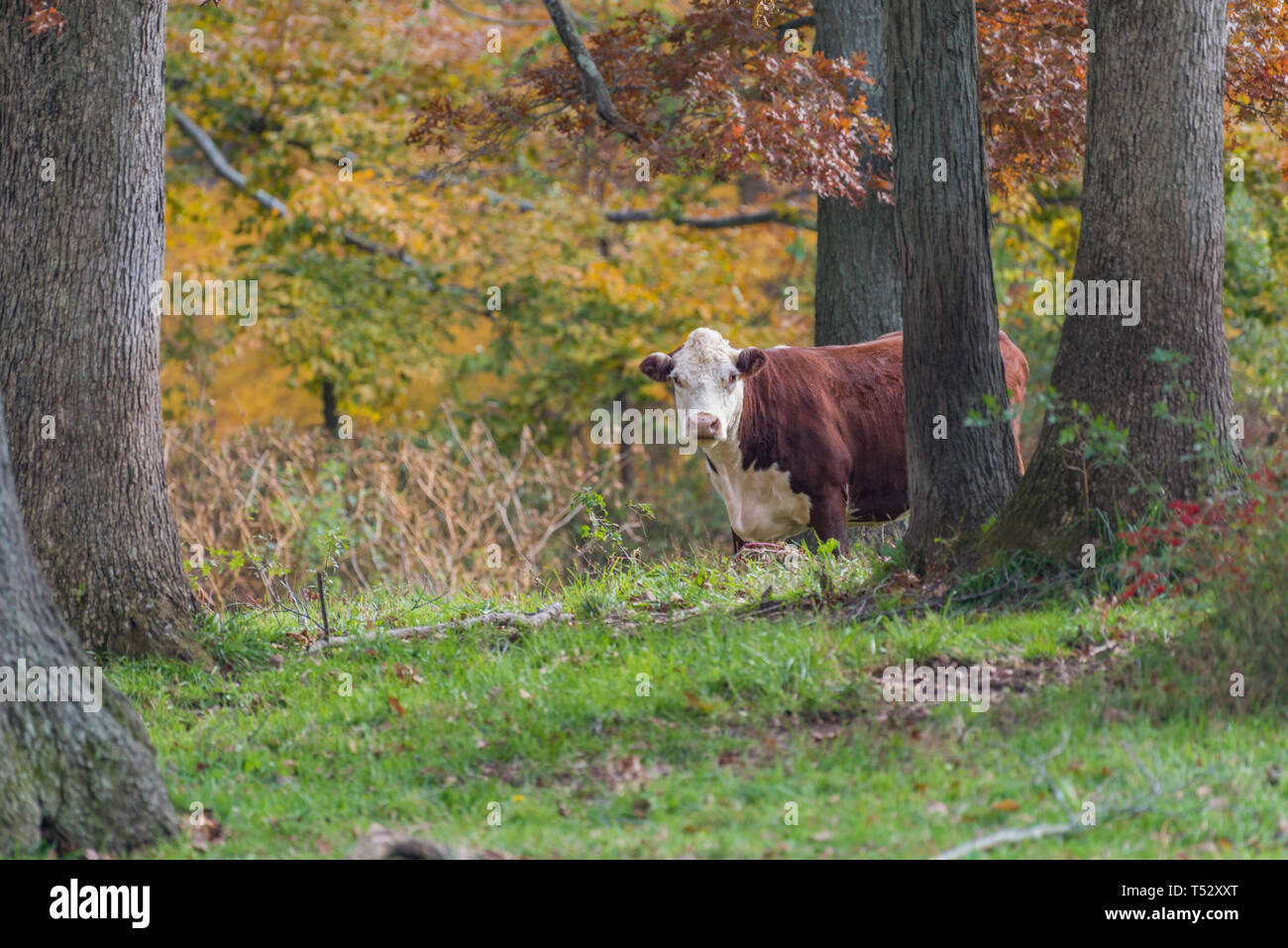 Cows wandering free hi-res stock photography and images - Alamy