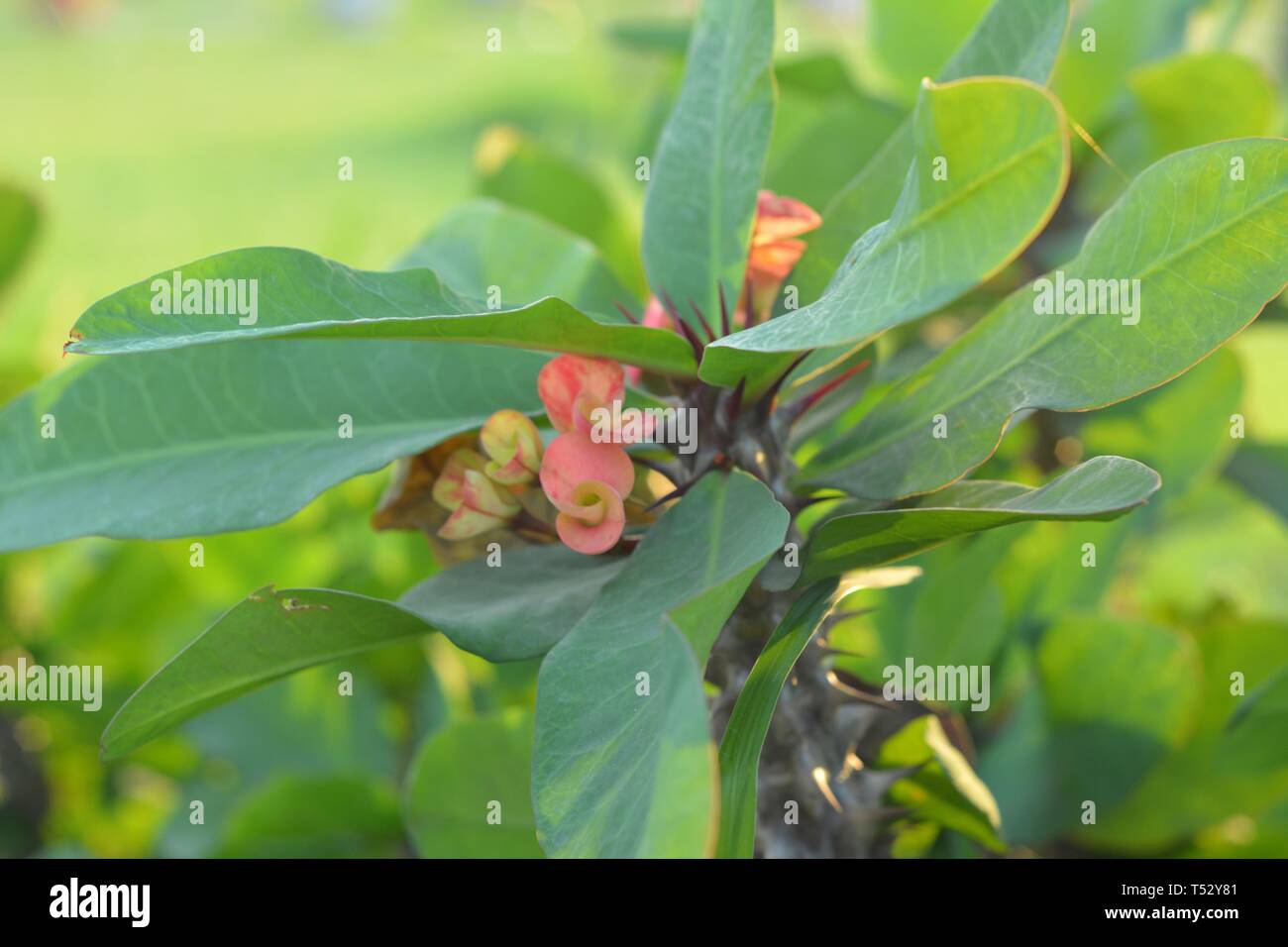 Pure and natural hi-res stock photography and images - Alamy