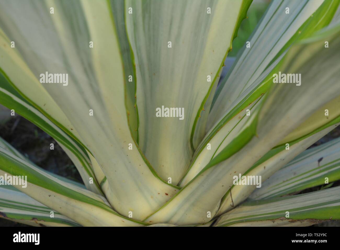 Pure and natural hi-res stock photography and images - Alamy