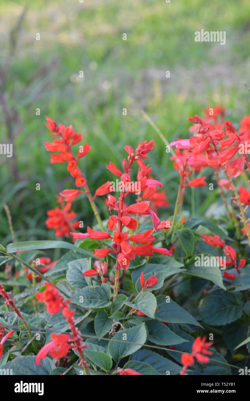 Pure and natural hi-res stock photography and images - Alamy