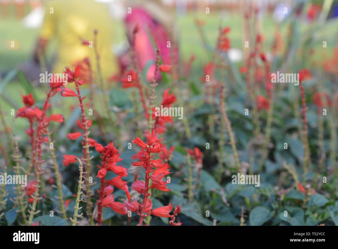 Pure Natural Background Stock Photo - Alamy