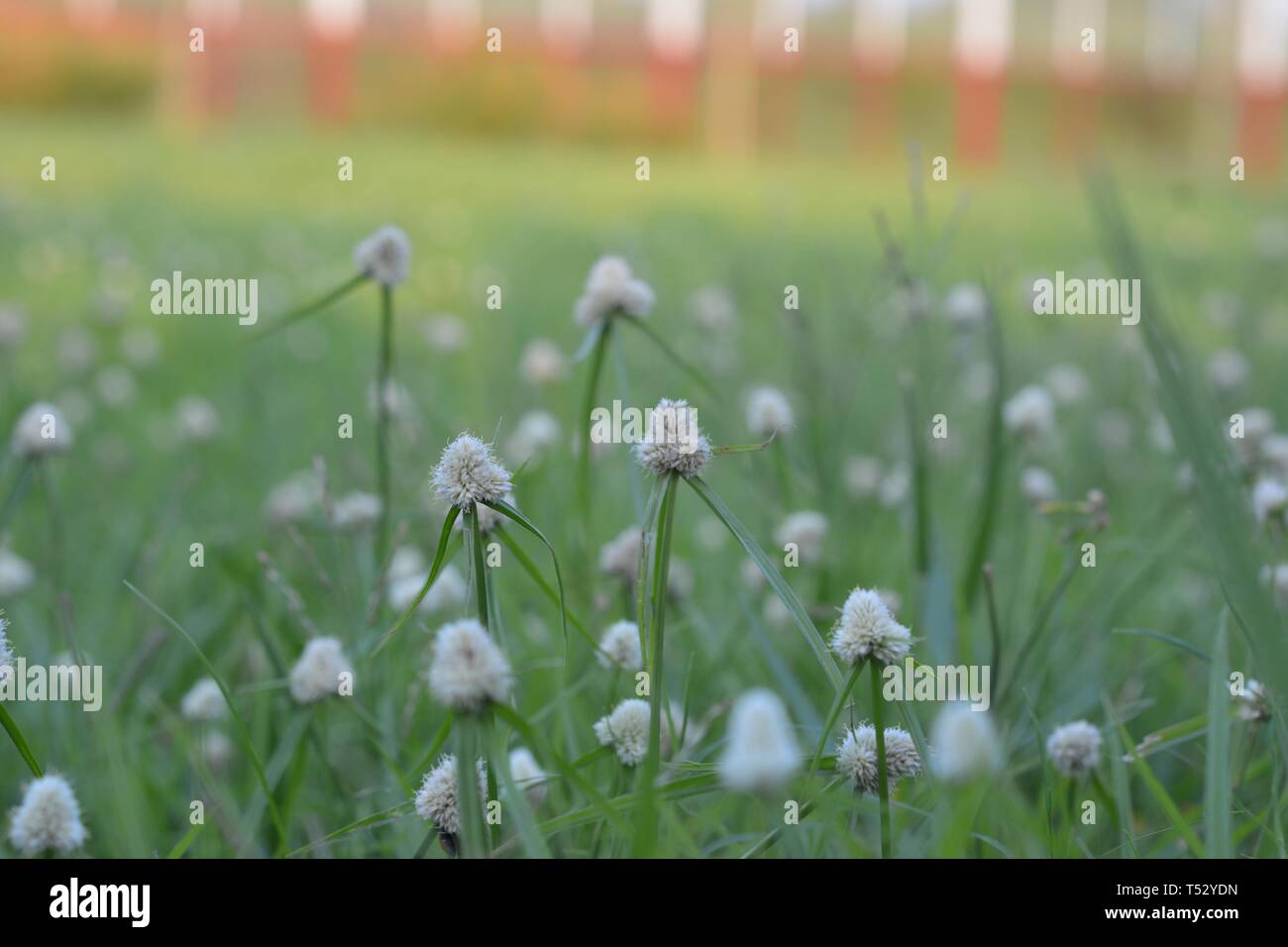Beautiful Grass Flower Background Stock Photo - Alamy