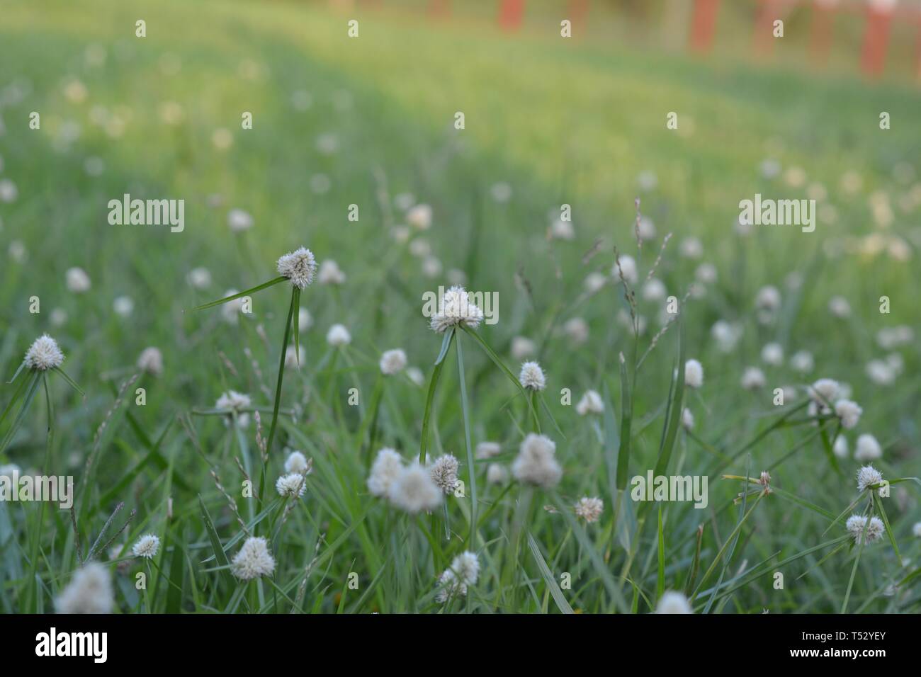Beautiful grass flower hi-res stock photography and images - Alamy