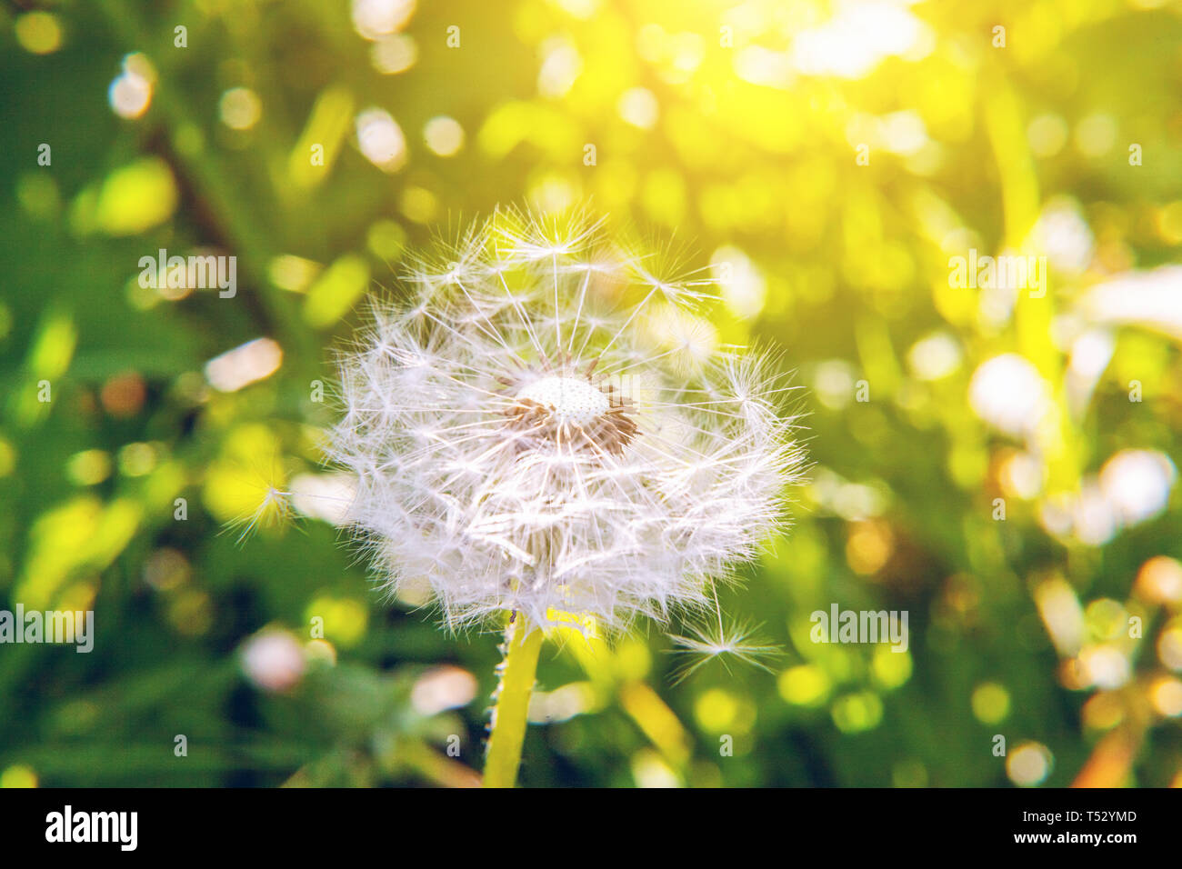 Dandelion seeds blowing in wind in summer field background. Change ...