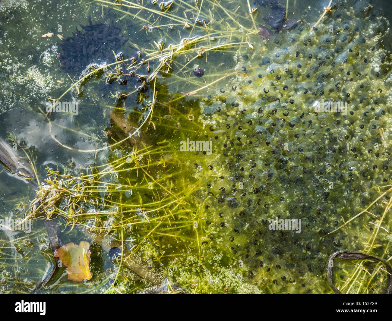 Frogspawn and tadpoles hi-res stock photography and images - Alamy
