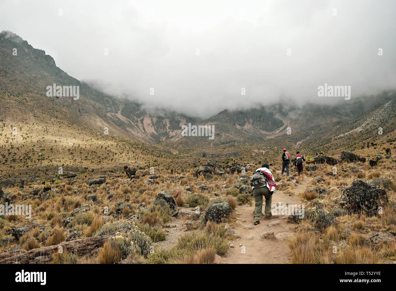 Africa kenya giant groundsel giant hi-res stock photography and images ...